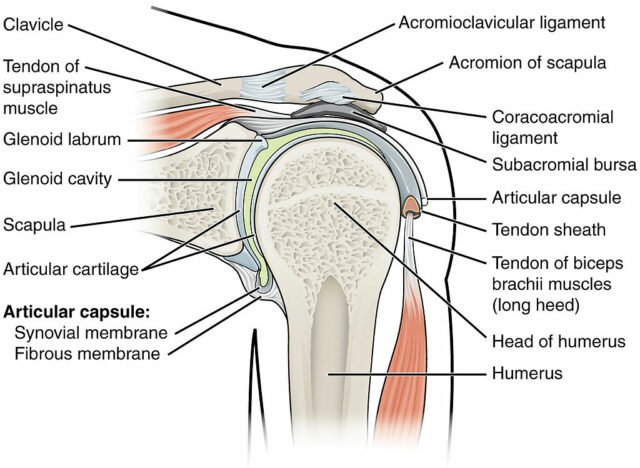 Physiotherapy of the Shoulder | Shoulder Assessment & Tests﻿