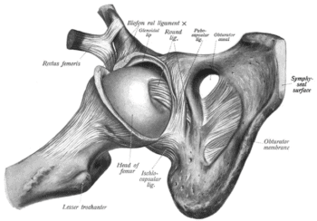 Fysiotherapie van de heup | Beoordeling & Testen
