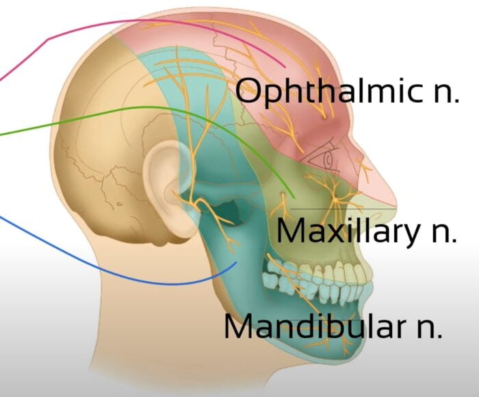 Cervicogenic Headache Explained | Referred Pain Neurophysiology