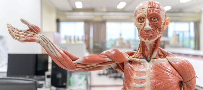 Physiotherapy Body Overview - All Pathologies & Orthopedic Tests